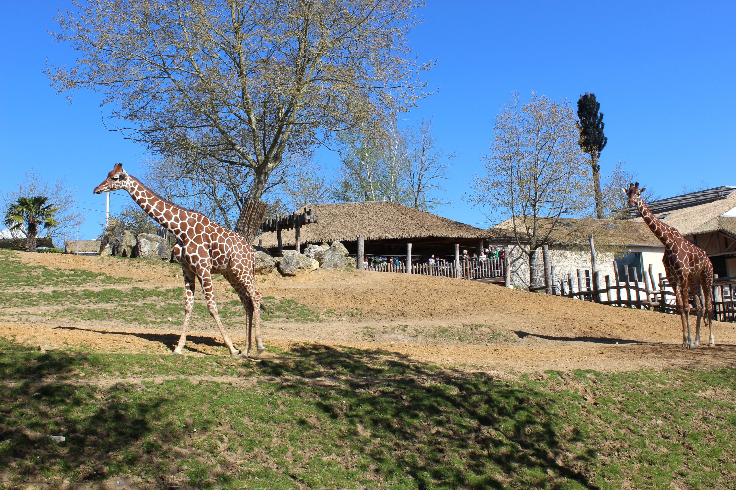 Visite au Zoo de Beauval - Les ptits canaillous